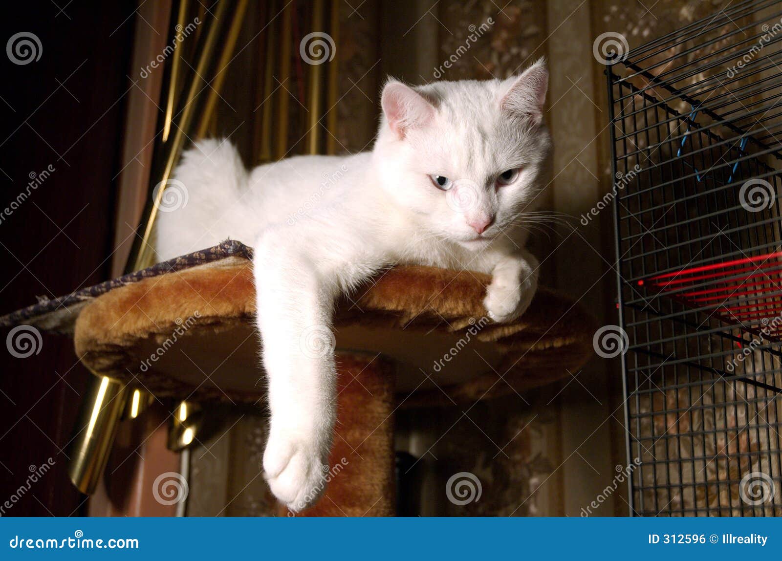 Gatto pigro fotografia stock. Immagine di disposizione - 312596