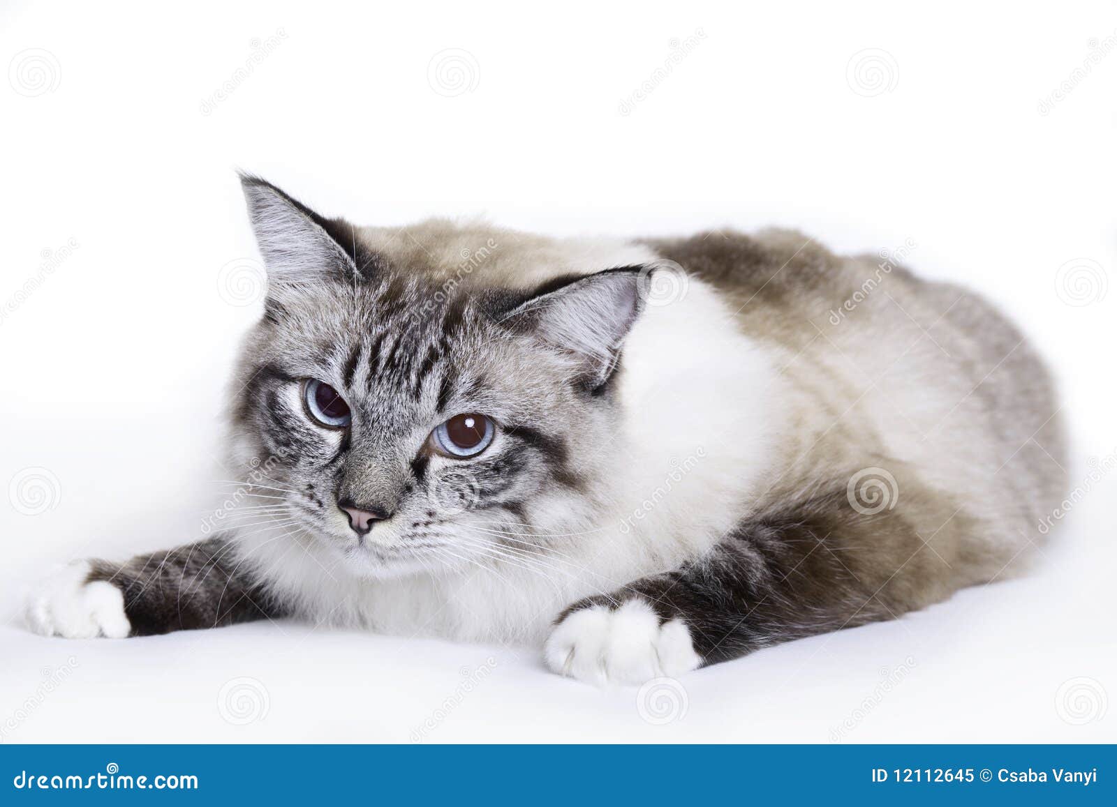 Gatto, Ragdoll immagine stock. Immagine di giovane, razza - 12112645