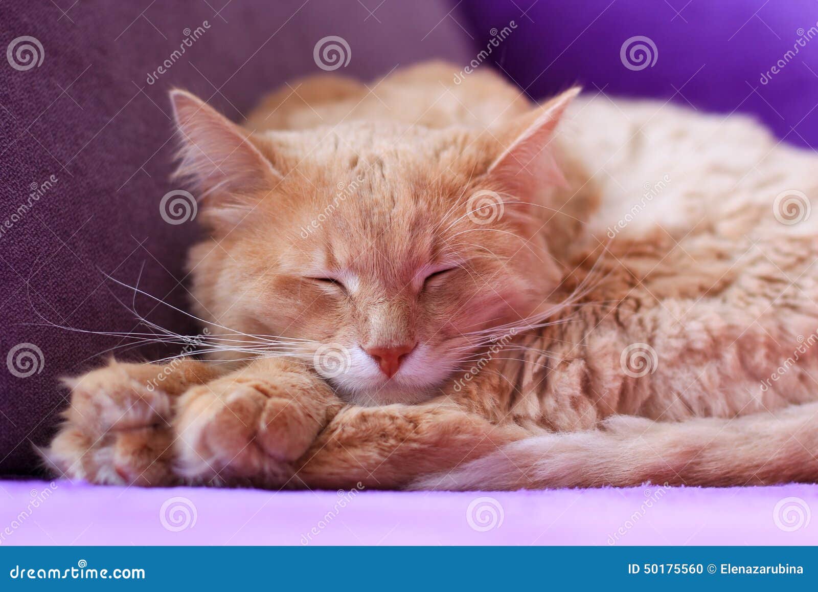 Gatto rosa addormentato fotografia stock. Immagine di pigro - 50175560