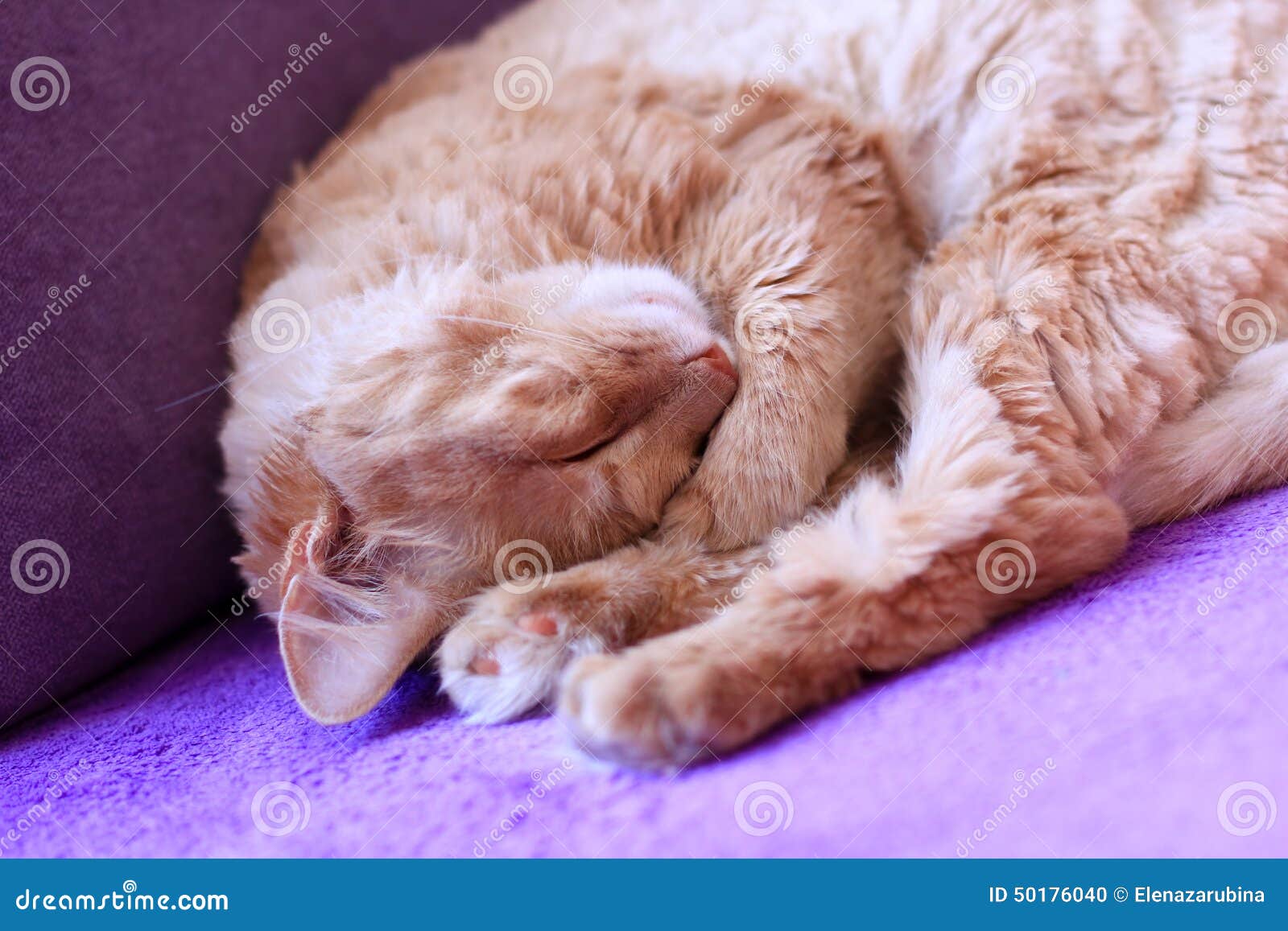 Gatto rosa addormentato fotografia stock. Immagine di gattino - 50176040