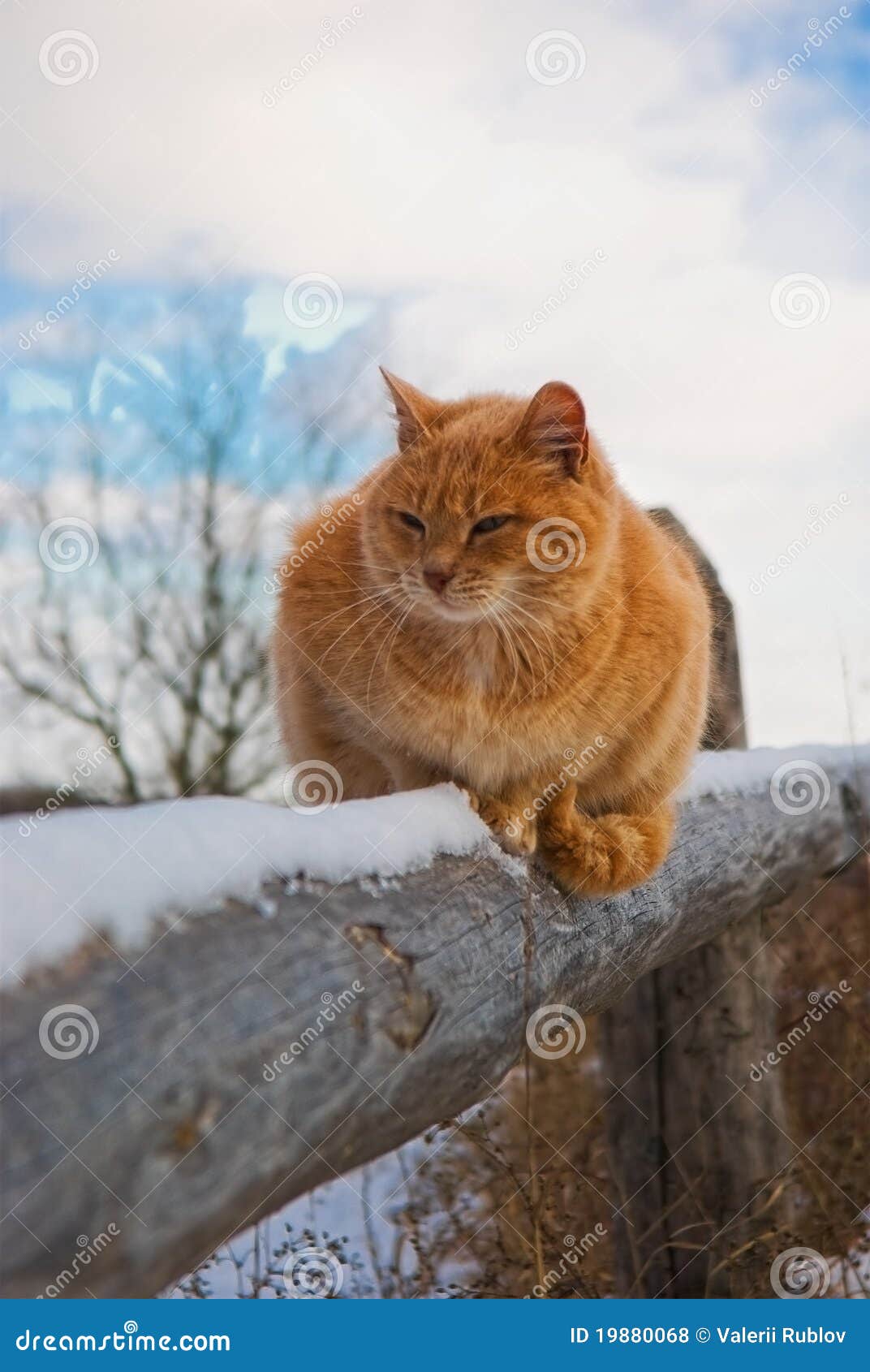 Gatto Rosso Immagine. Immagine: 19880068