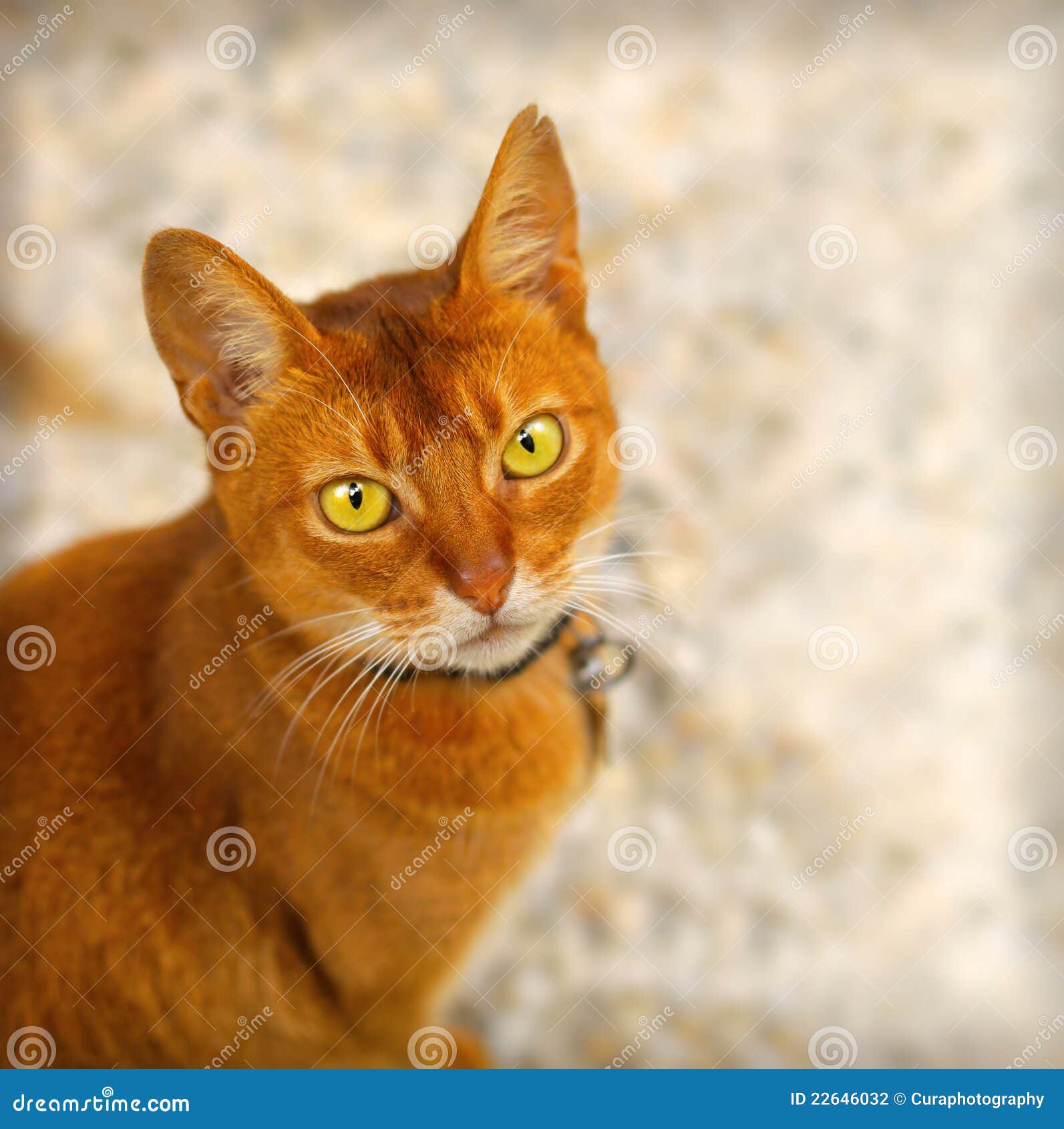 Gatto rosso fotografia stock. Immagine di addomesticato - 22646032