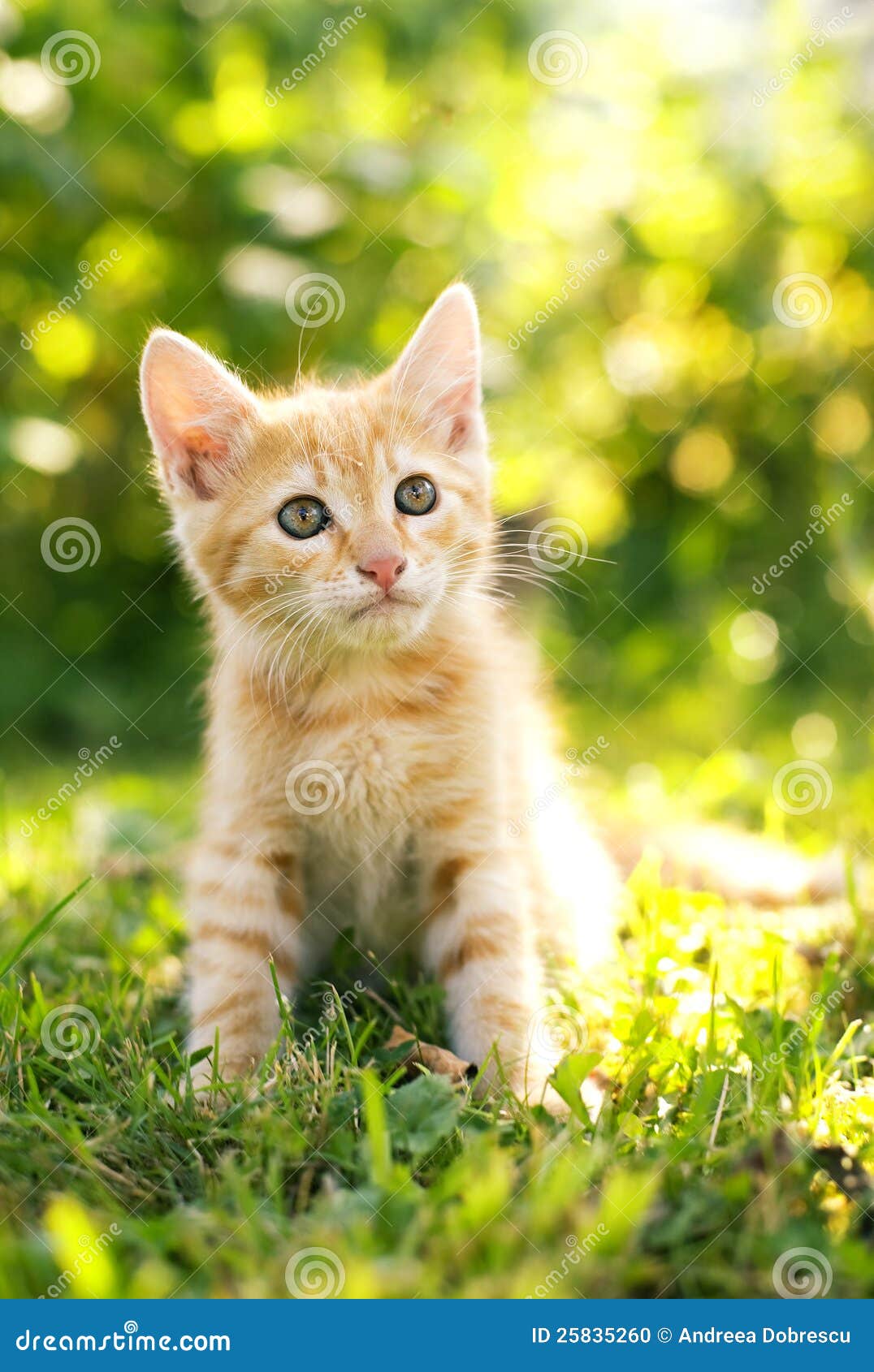 Gatto rosso fotografia stock. Immagine di gatto, fieno - 25835260