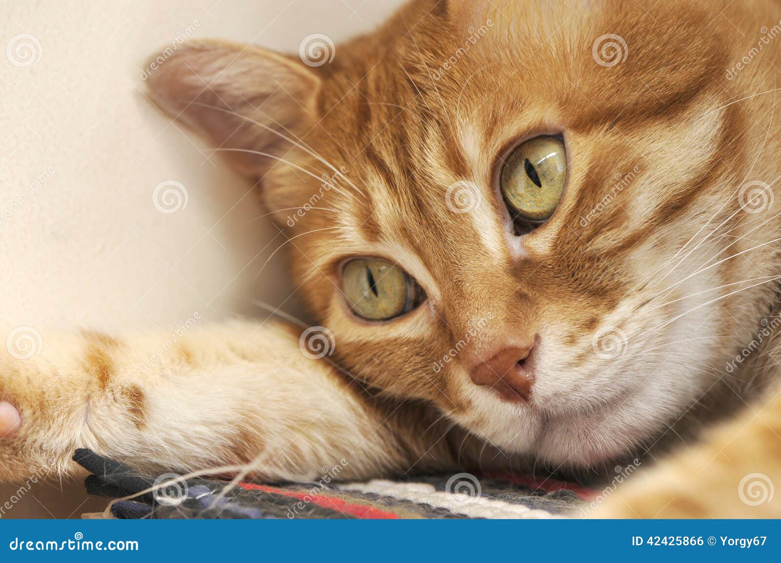 Gatto rosso fotografia stock. Immagine di lanuginoso - 42425866