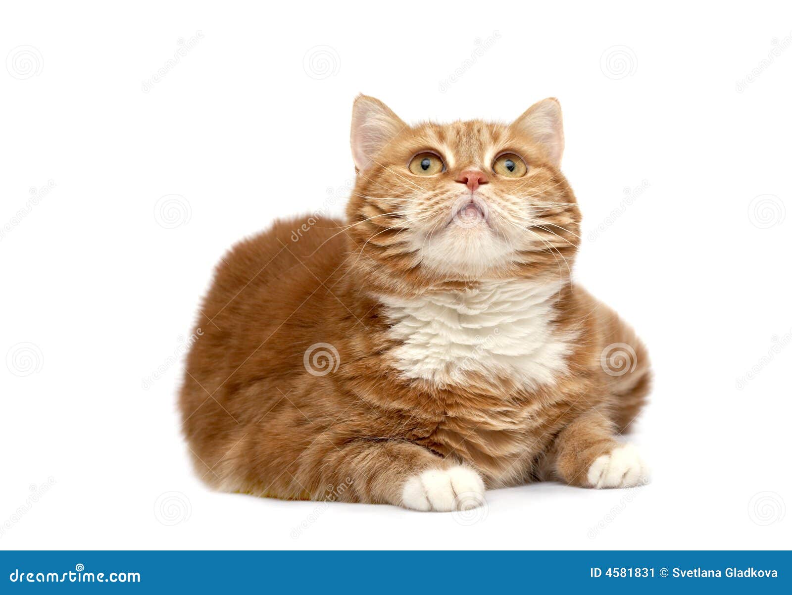 Gatto rosso immagine stock. Immagine di rosso, bello, abbastanza - 4581831