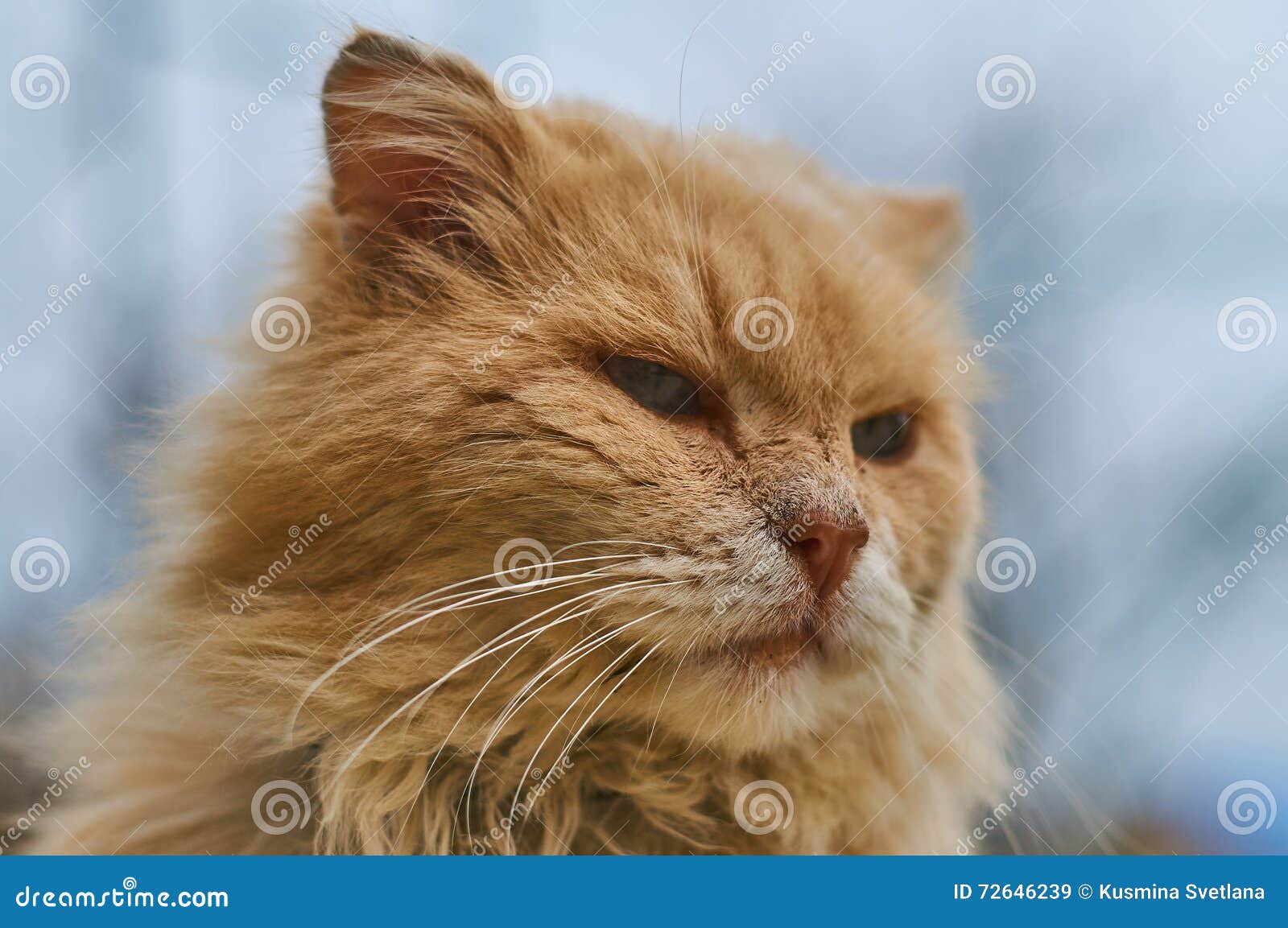 Gatto rosso immagine stock. Immagine di gatto, pozzo - 72646239