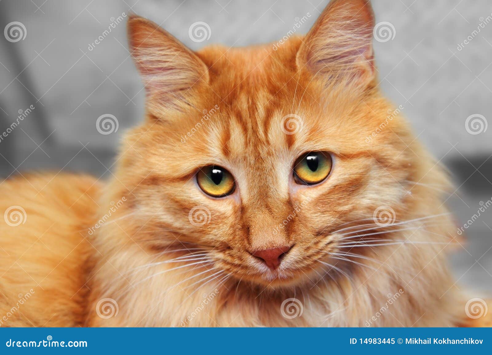 Gatto rosso Bobtail immagine stock. Immagine di proposta - 14983445