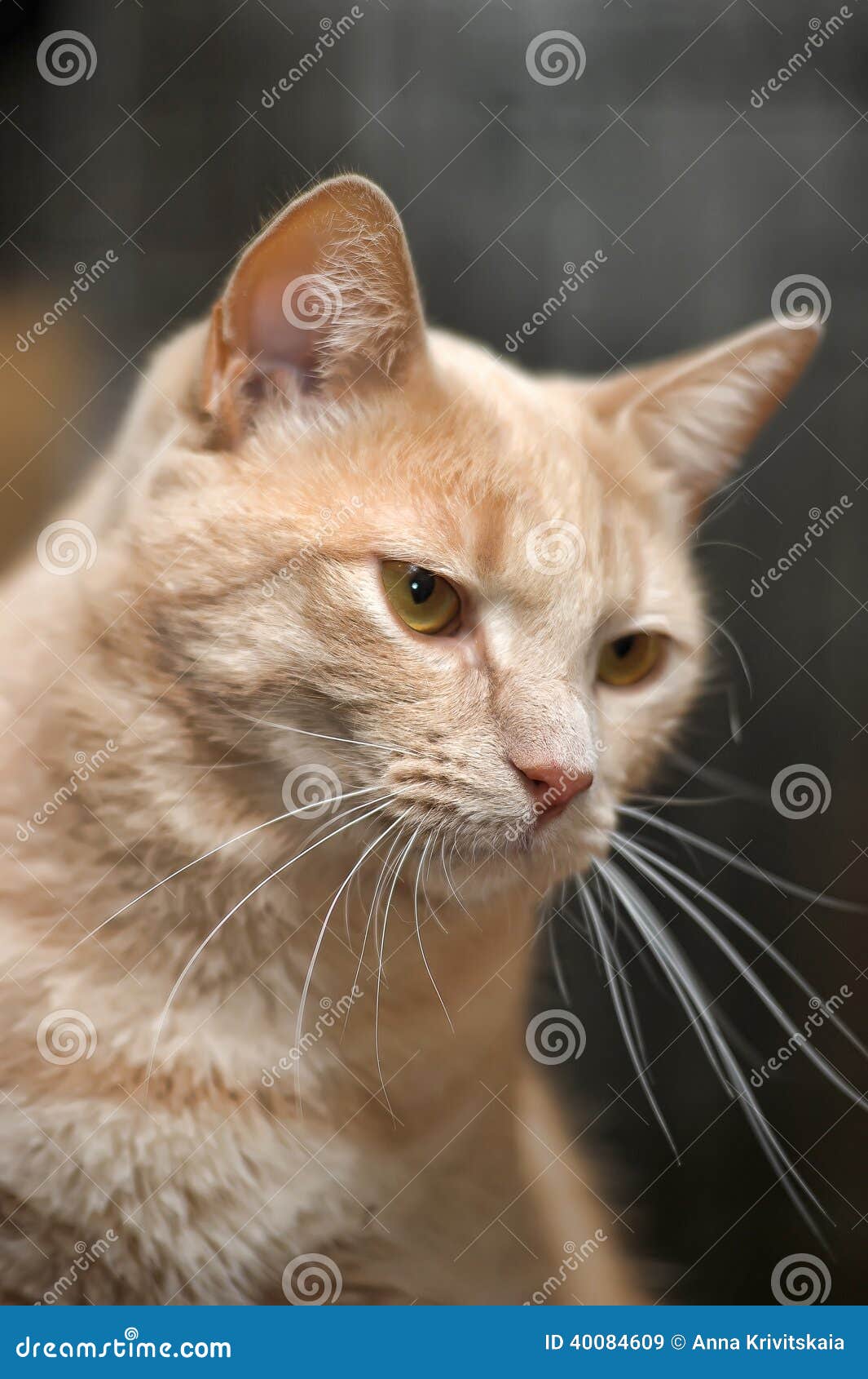 Gatto rosso-chiaro immagine stock. Immagine di timore - 40084609