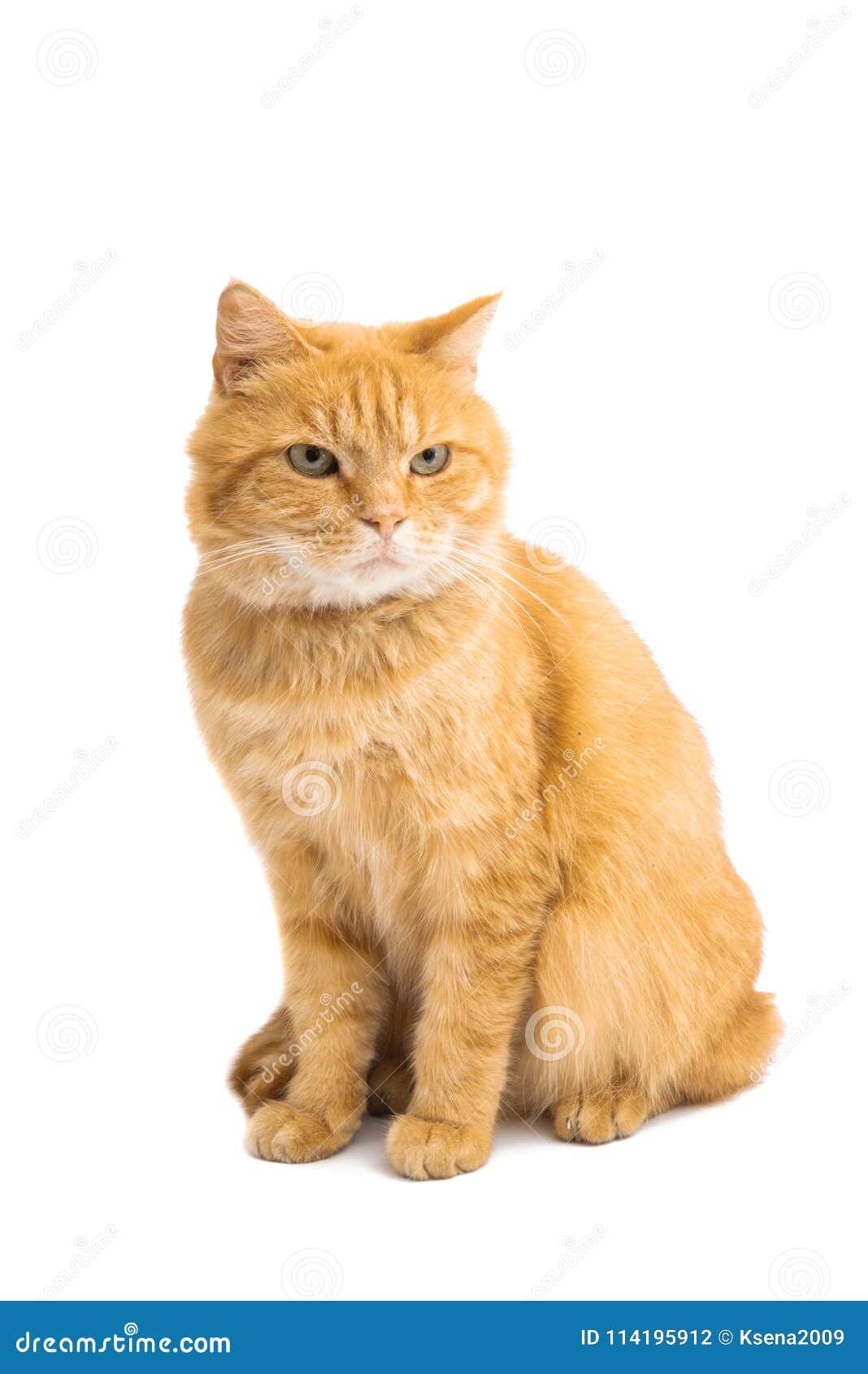 Gatto rosso isolato fotografia stock. Immagine di faccia - 114195912