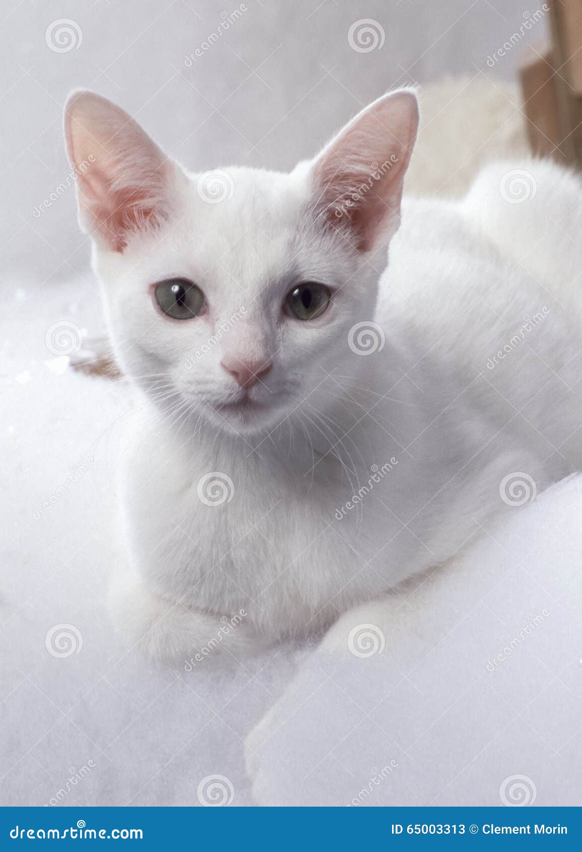 Gatto russo bianco immagine stock. Immagine di puro, dolce - 65003313