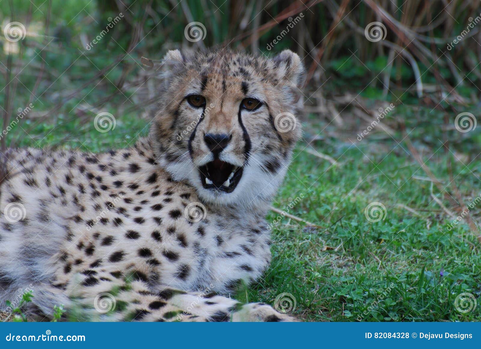 Gatto Selvaggio Del Ghepardo Di Ringhio Fotografia Stock - Immagine di ...