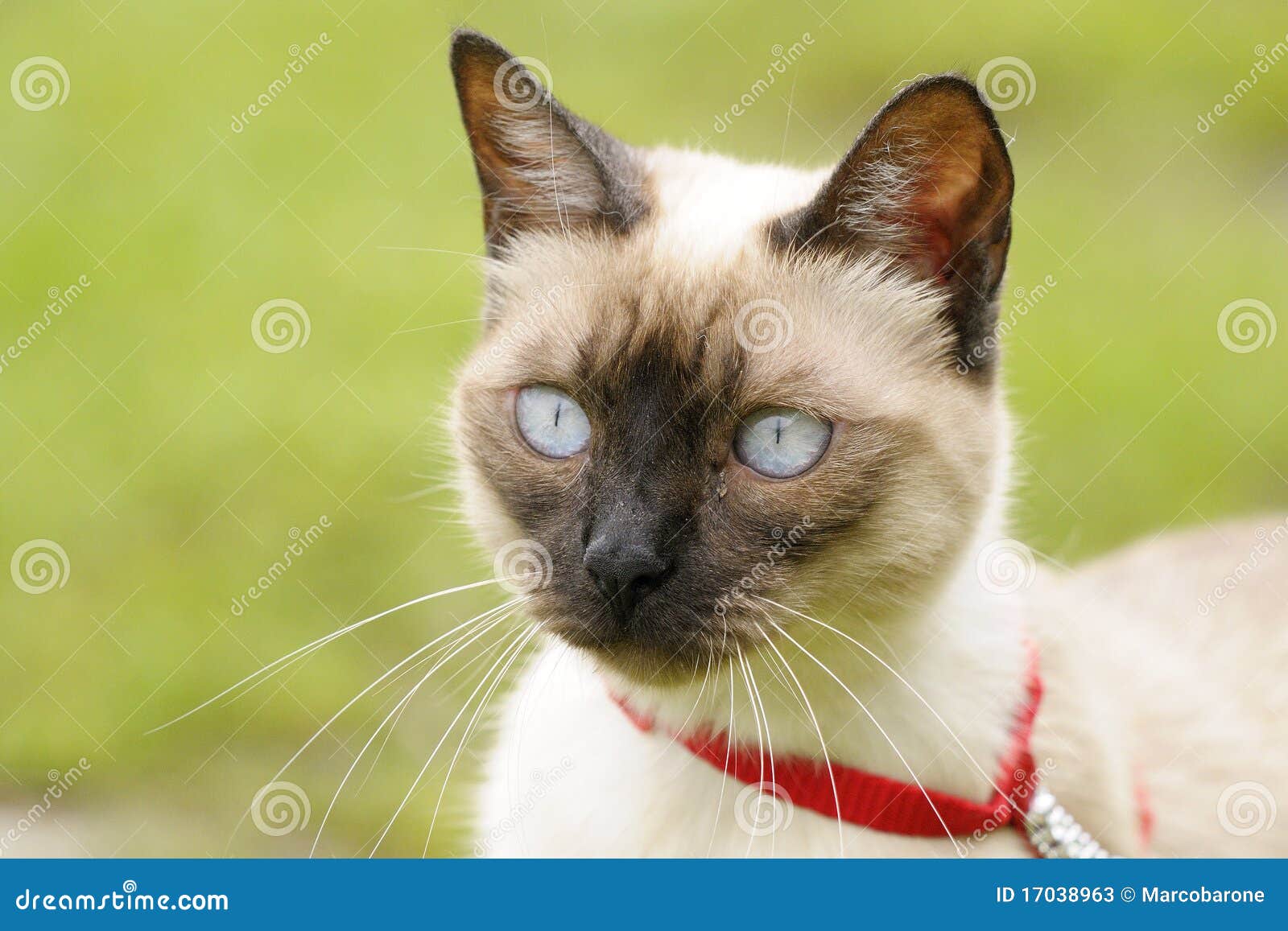 Gatto siamese immagine stock. Immagine di animale, pets - 17038963