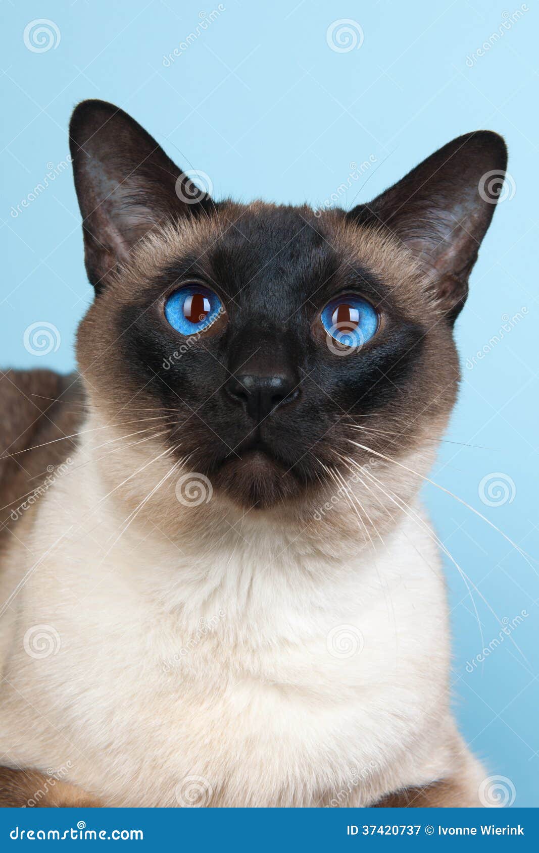 Gatto siamese immagine stock. Immagine di sfondo, siamese - 37420737