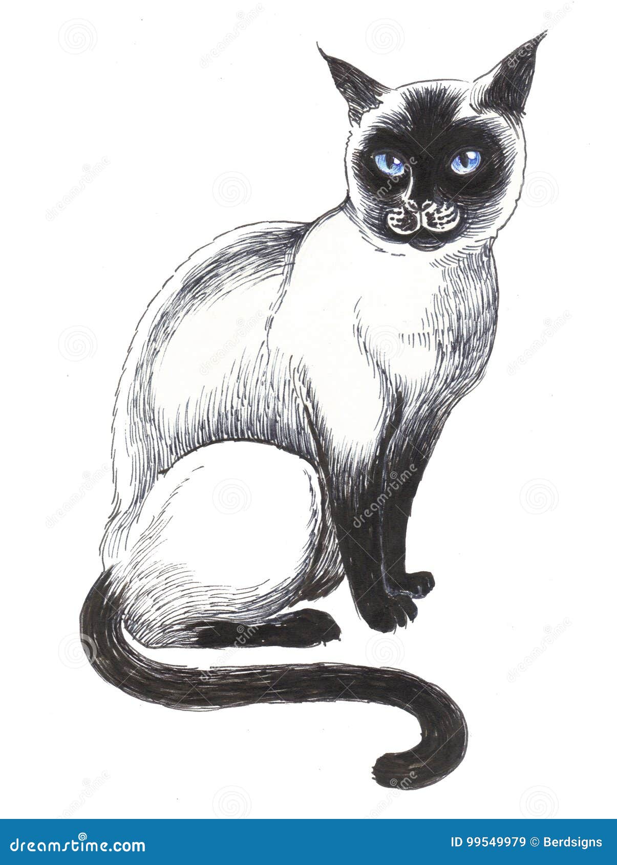 Gatto siamese illustrazione di stock. Illustrazione di bianco - 99549979