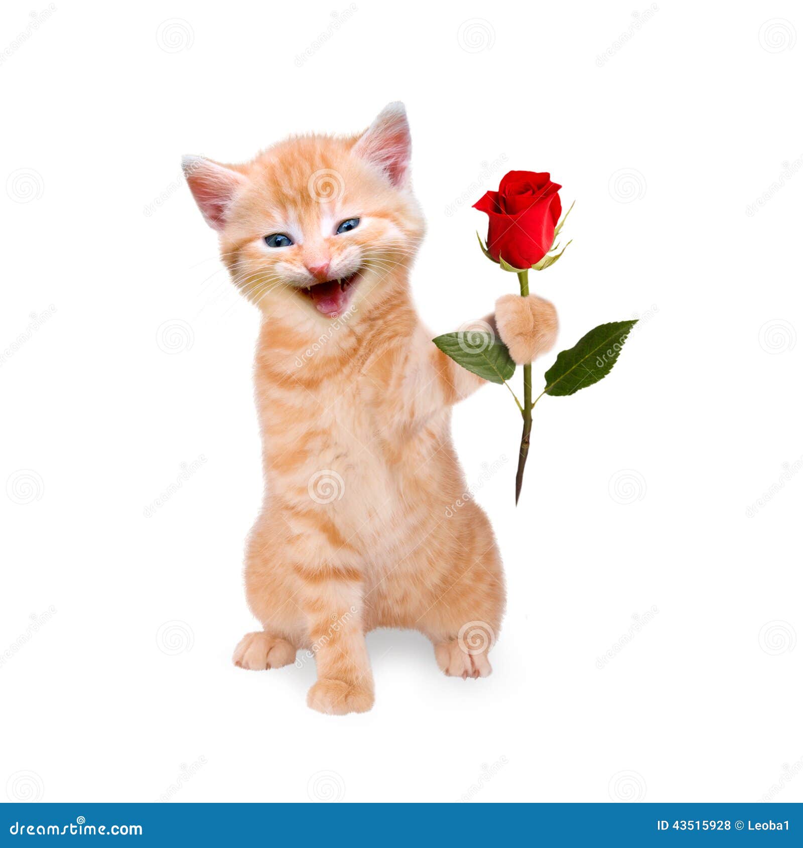 Gatto Sorridente Con La Rosa Rossa Isolata Fotografia Stock - Immagine ...