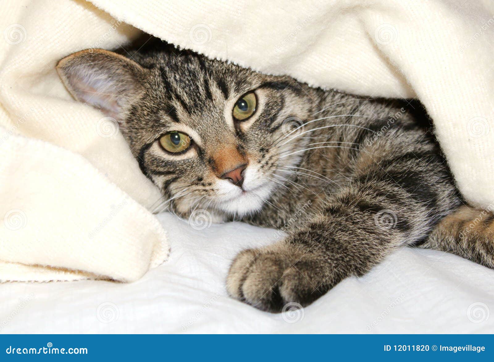 Gatto sotto una coperta fotografia stock. Immagine di pelliccia - 12011820