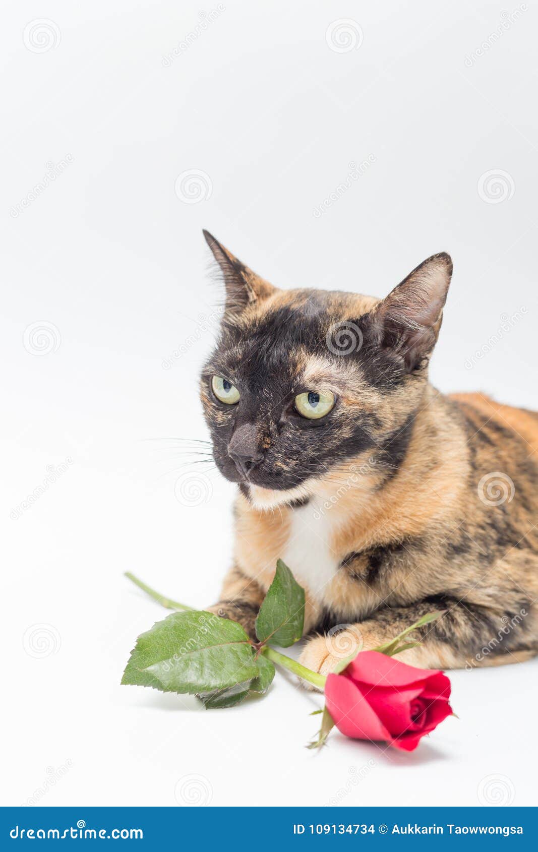 Gatto Tailandese Con La Rosa Rossa Fotografia Stock - Immagine di ...