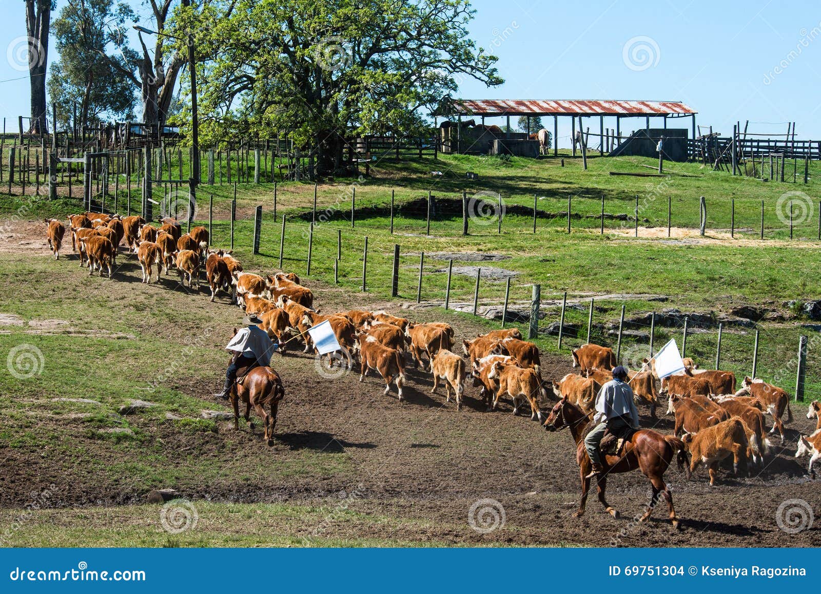 Gauchi nel campo, Uruguay fotografia stock. Immagine di coltura - 69751304