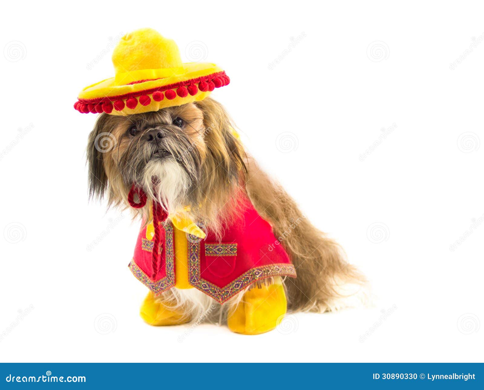 Gaucho Dog stock photo. Image of canine, gaucho, sombrero - 30890330