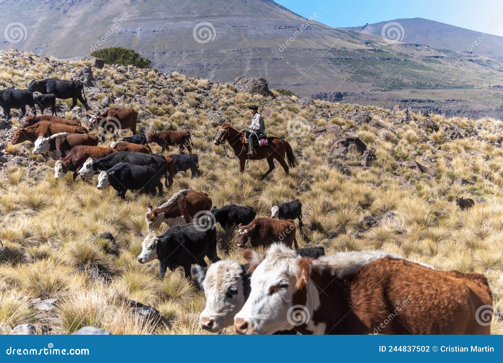Gauchos and Herd of Cows, Patagonia, Argentina Editorial Photography ...