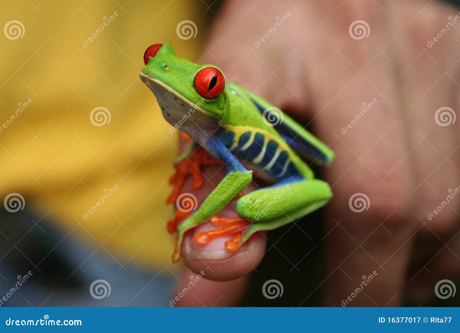Gaudy Leaf Frog stock image. Image of amphibians, frog - 16377017