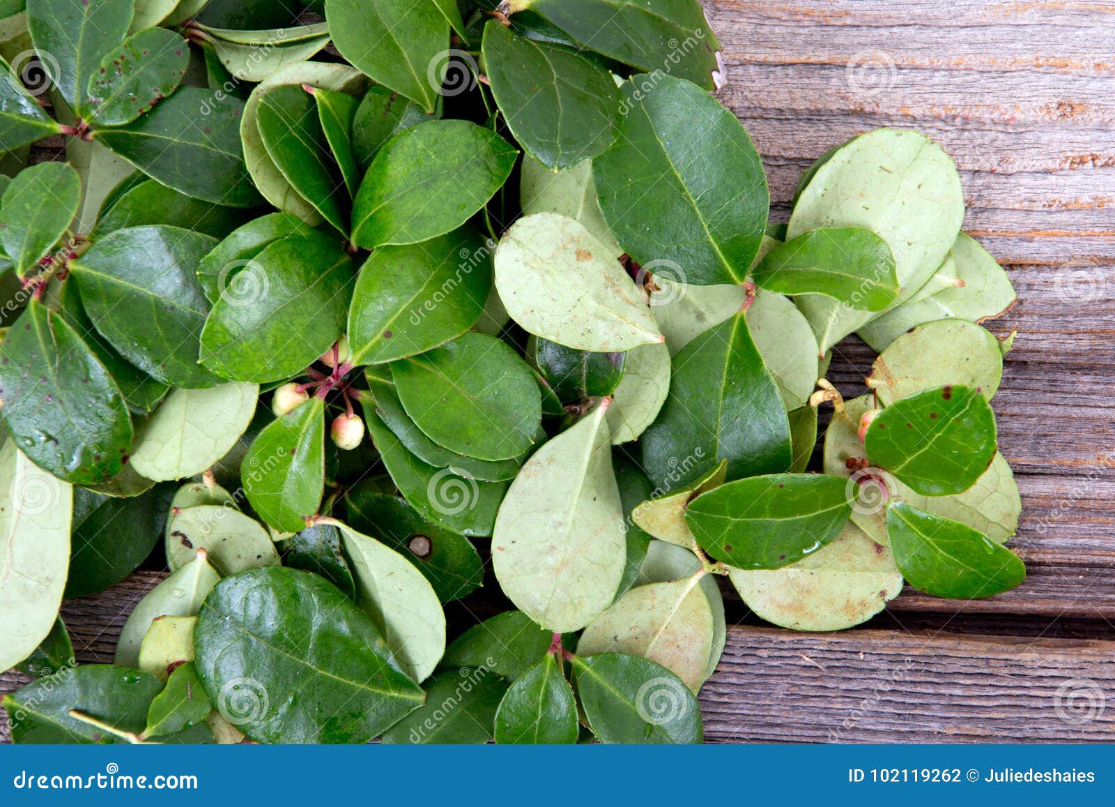 Teaberry Leaves on Rustic Background Stock Photo - Image of teaberry ...