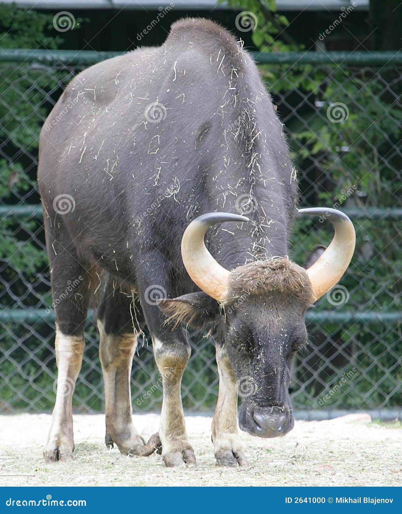 Gaur 1 stock photo. Image of hoof, graze, pasture, ruminant - 2641000