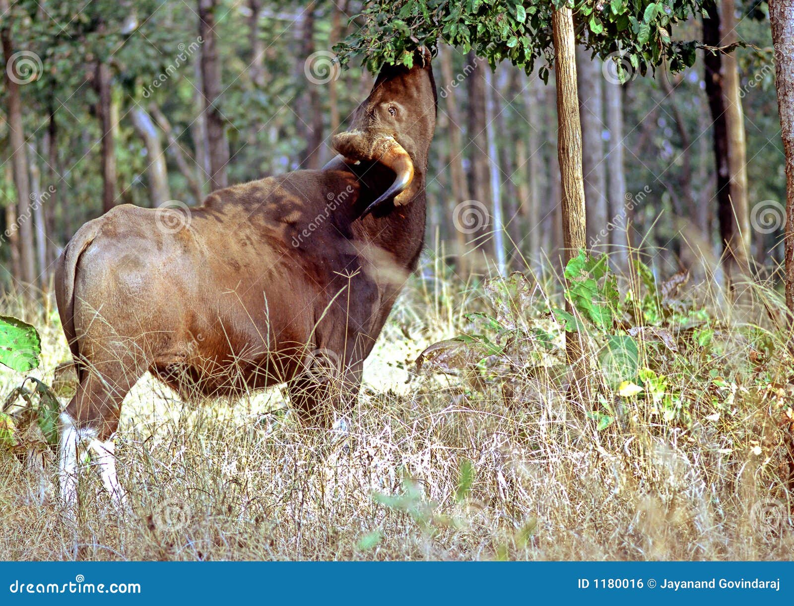 Gaur stock photo. Image of indian, bison, hair, india - 1180016