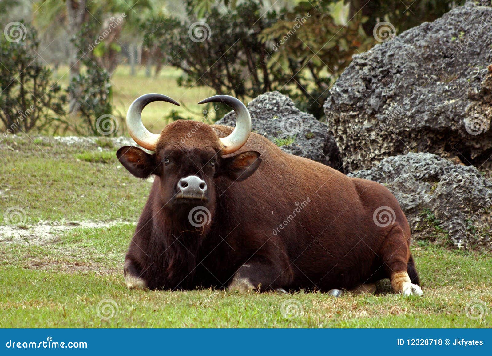 Gaur Stock Photography | CartoonDealer.com #48883082