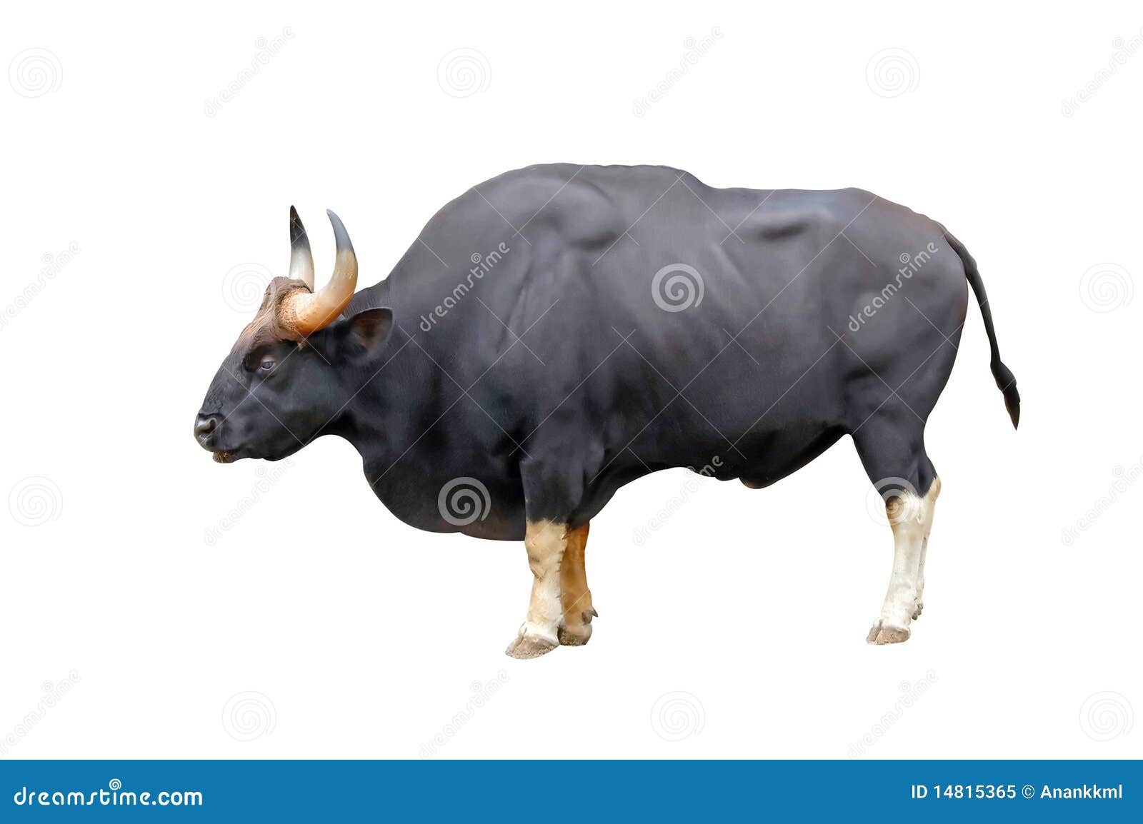 Gaur stock image. Image of elegant, beast, wild, dangerous - 14815365