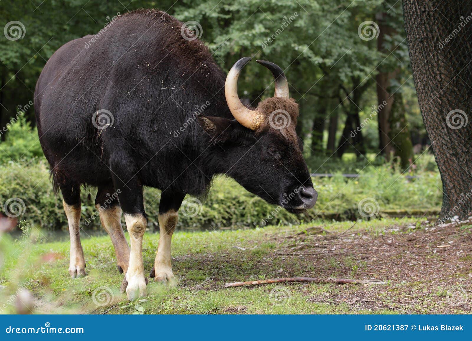 Gaur stock image. Image of bovine, indian, animal, wildlife - 20621387