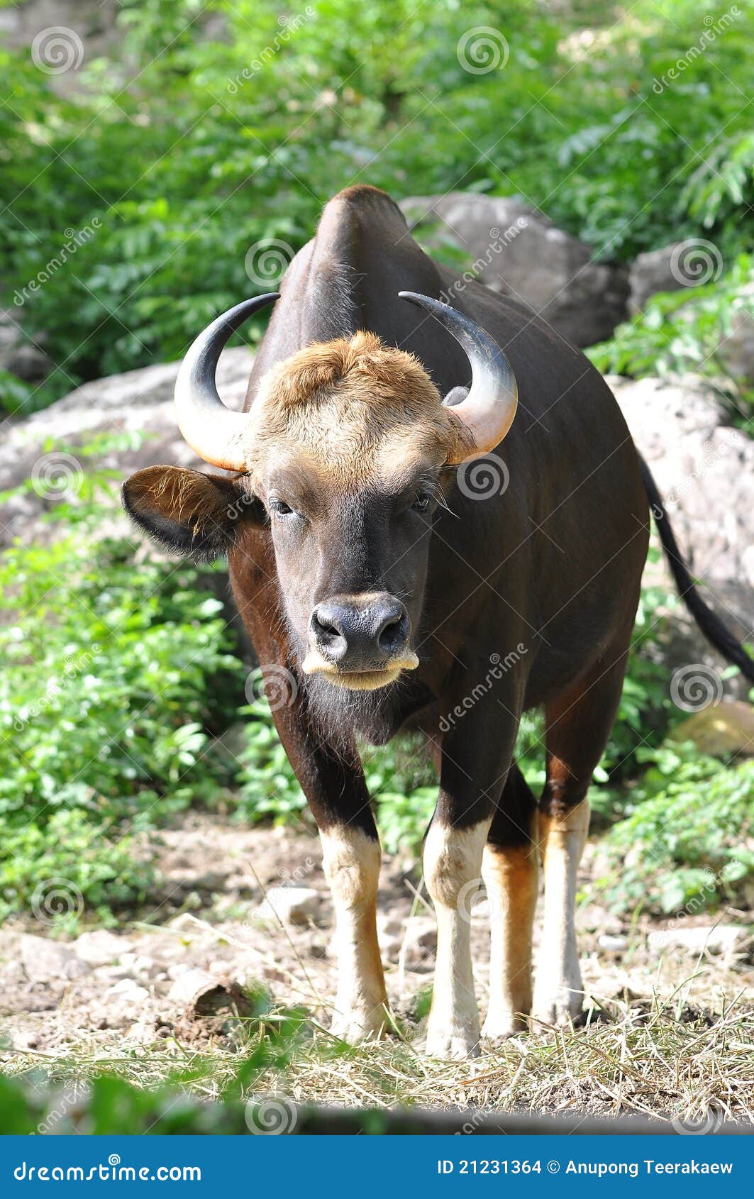 Gaur stock photo. Image of gaur, indian, bovine, animal - 21231364