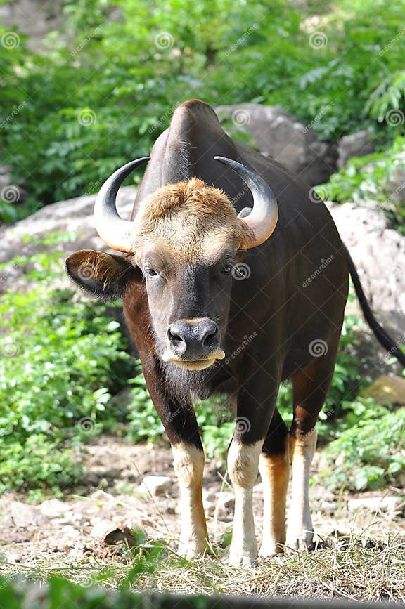 Gaur stock photo. Image of gaur, indian, bovine, animal - 21231364