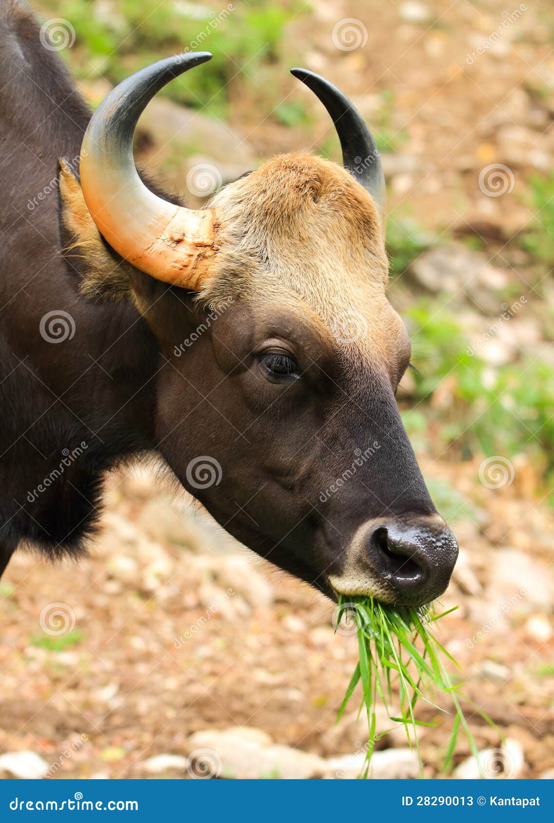 Gaur. stock image. Image of gaur, outdoor, stand, horn - 28290013