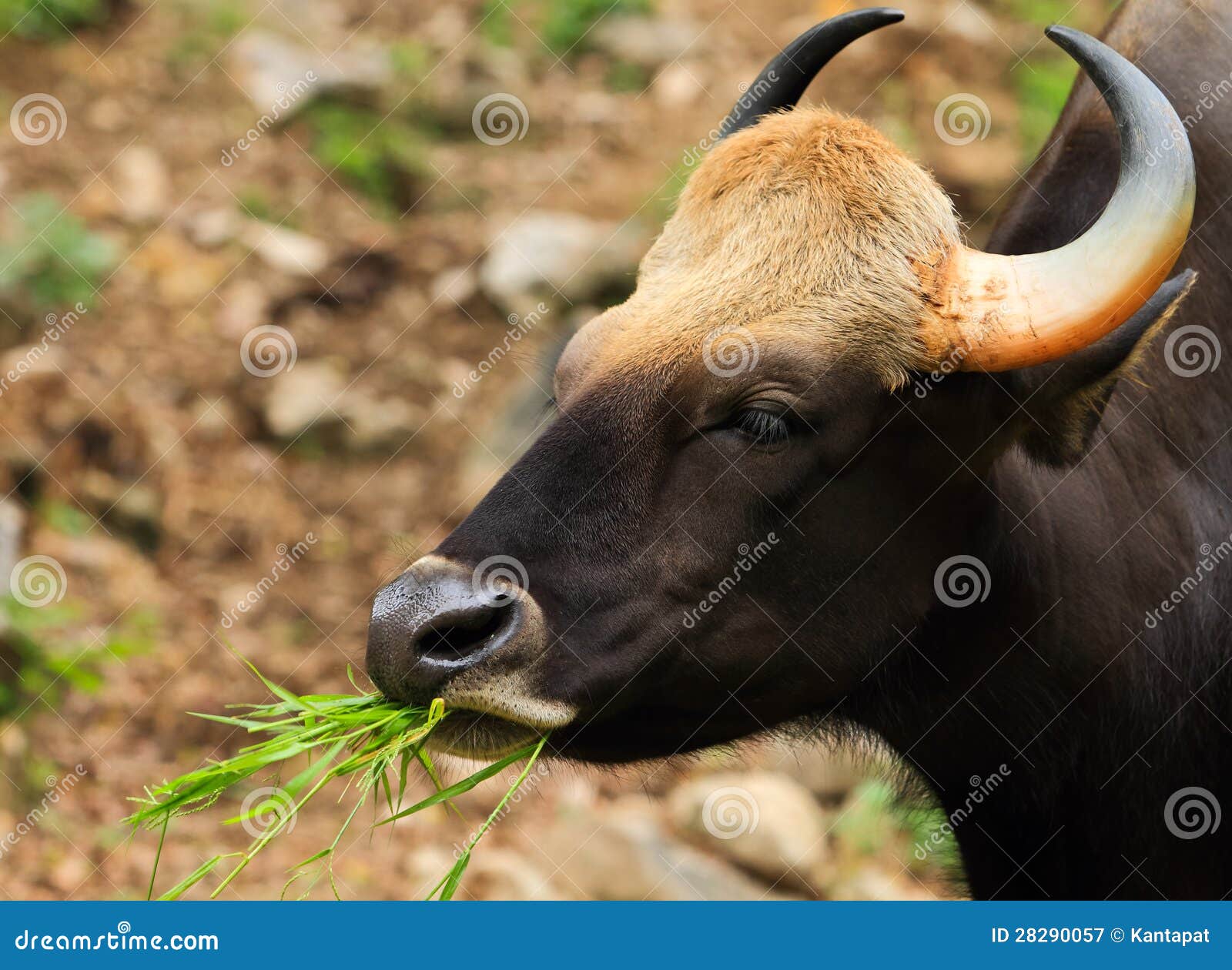 Gaur stock image. Image of horn, nature, brown, closeup - 28290057