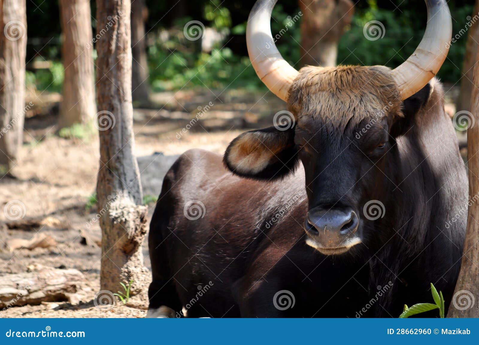 Gaur stock photo. Image of enormous, jungle, horn, male - 28662960