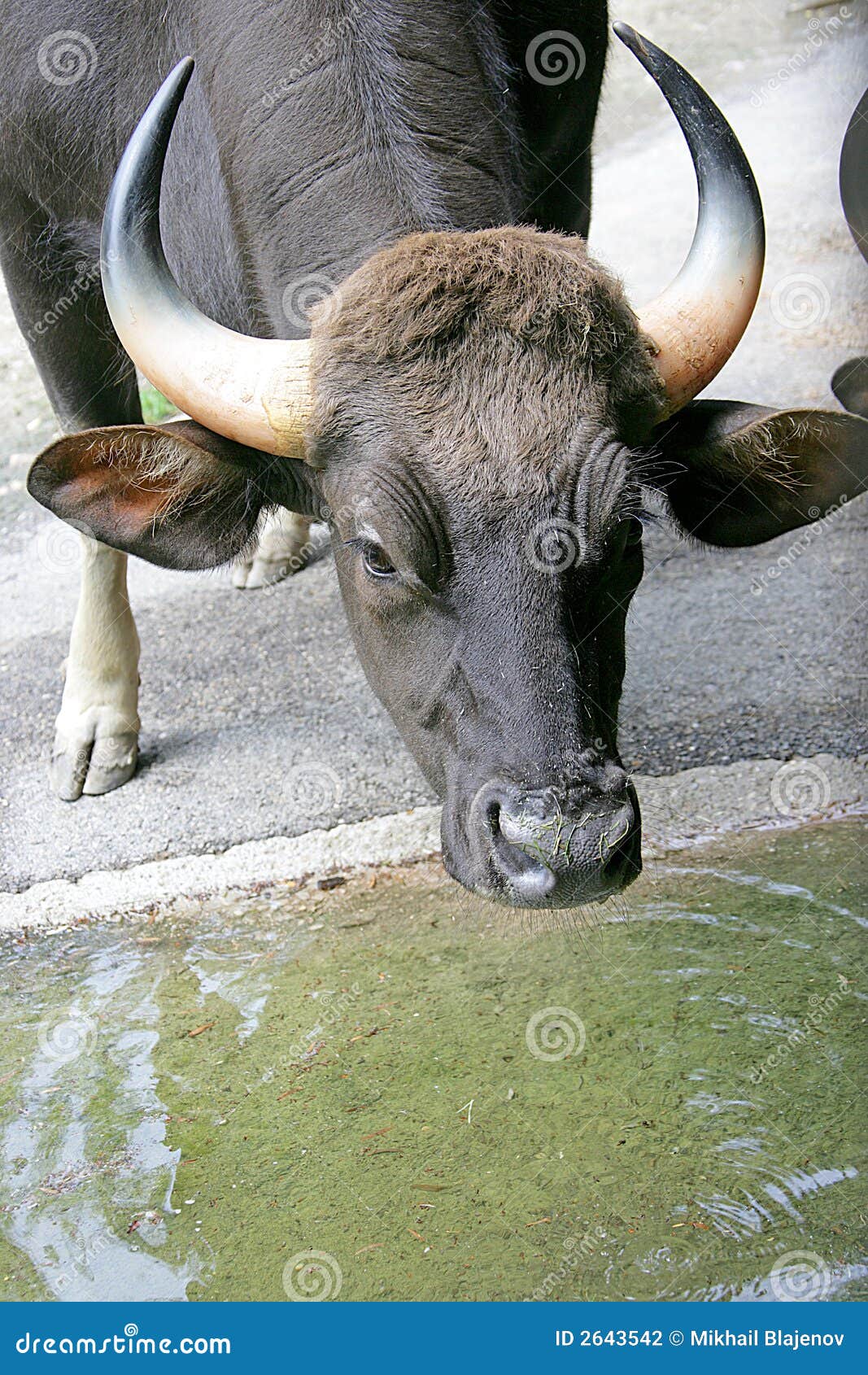 Gaur 3 Stock Photography | CartoonDealer.com #2643542
