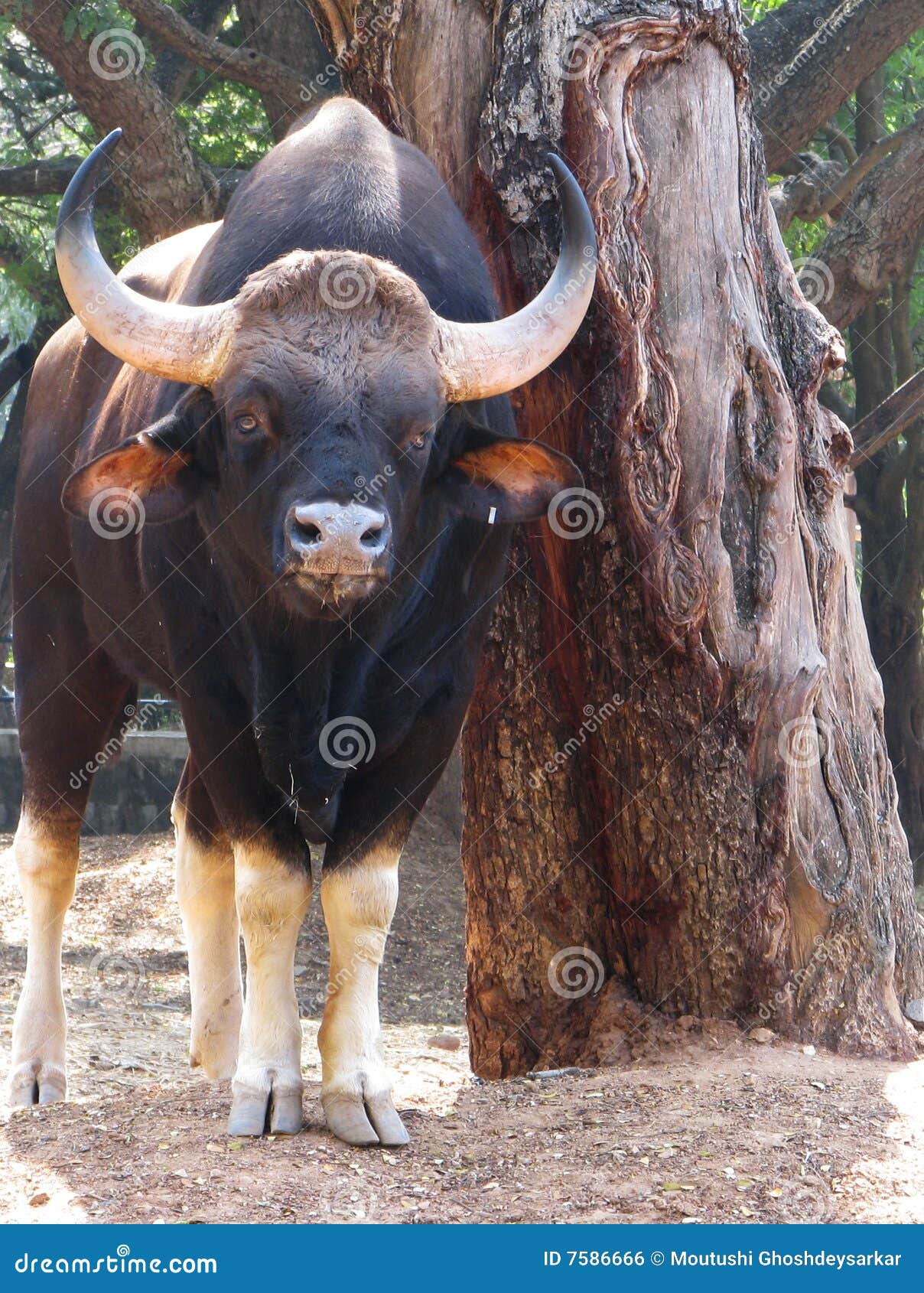 Gaur stock photo. Image of gaur, large, huge, peaceful - 7586666