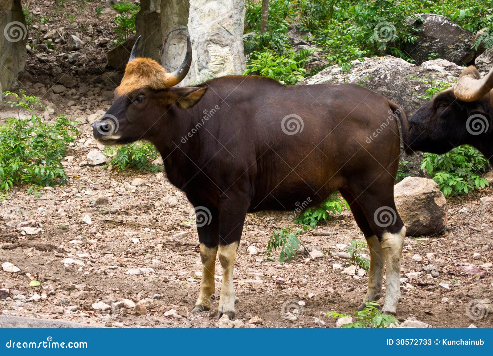 Gaur stock image. Image of enormous, bison, gaur, horn - 30572733