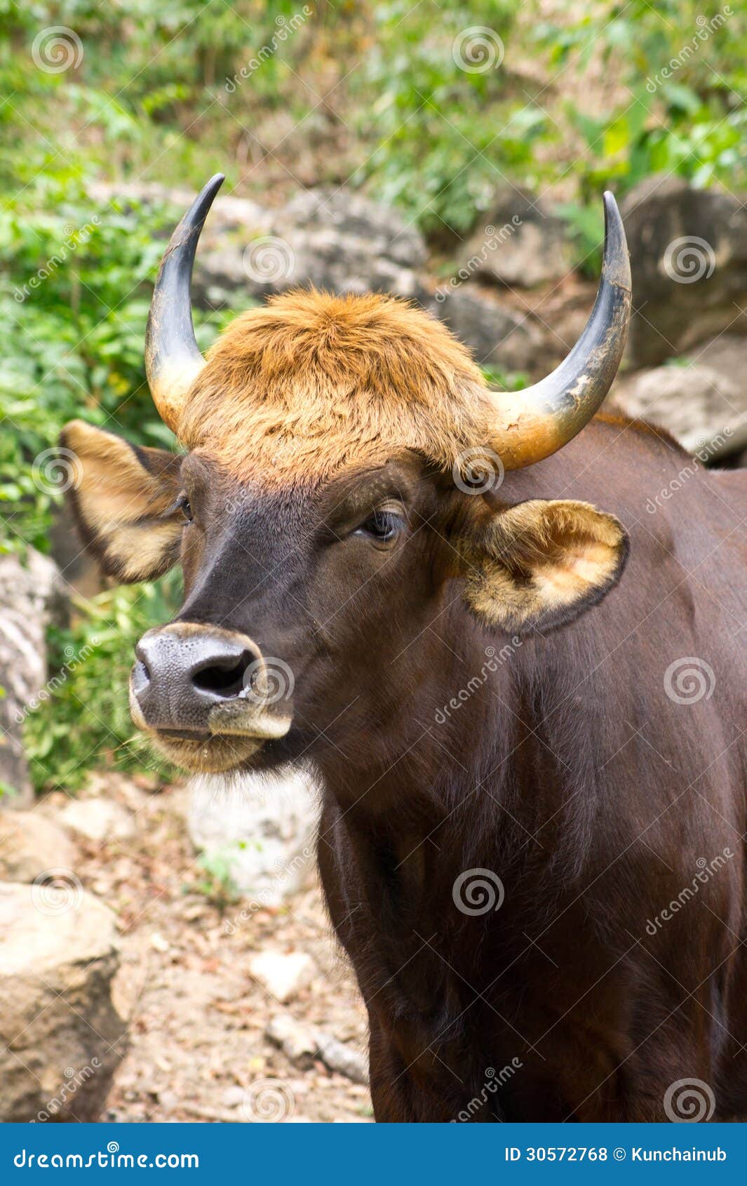 Gaur stock photo. Image of endangered, dangerous, feed - 30572768