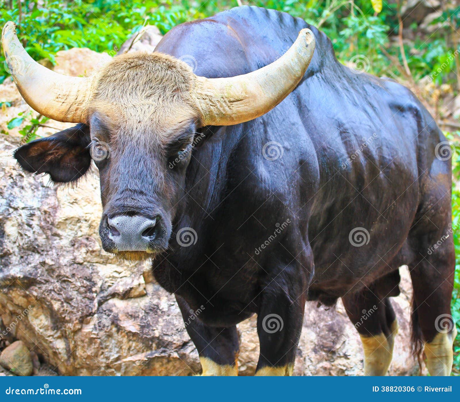 Gaur or Bos gaurus stock photo. Image of gaurs, drove - 38820306