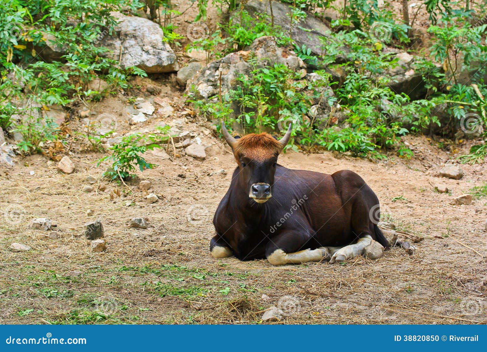 Gaur or Bos gaurus stock photo. Image of cattle, asia - 38820850