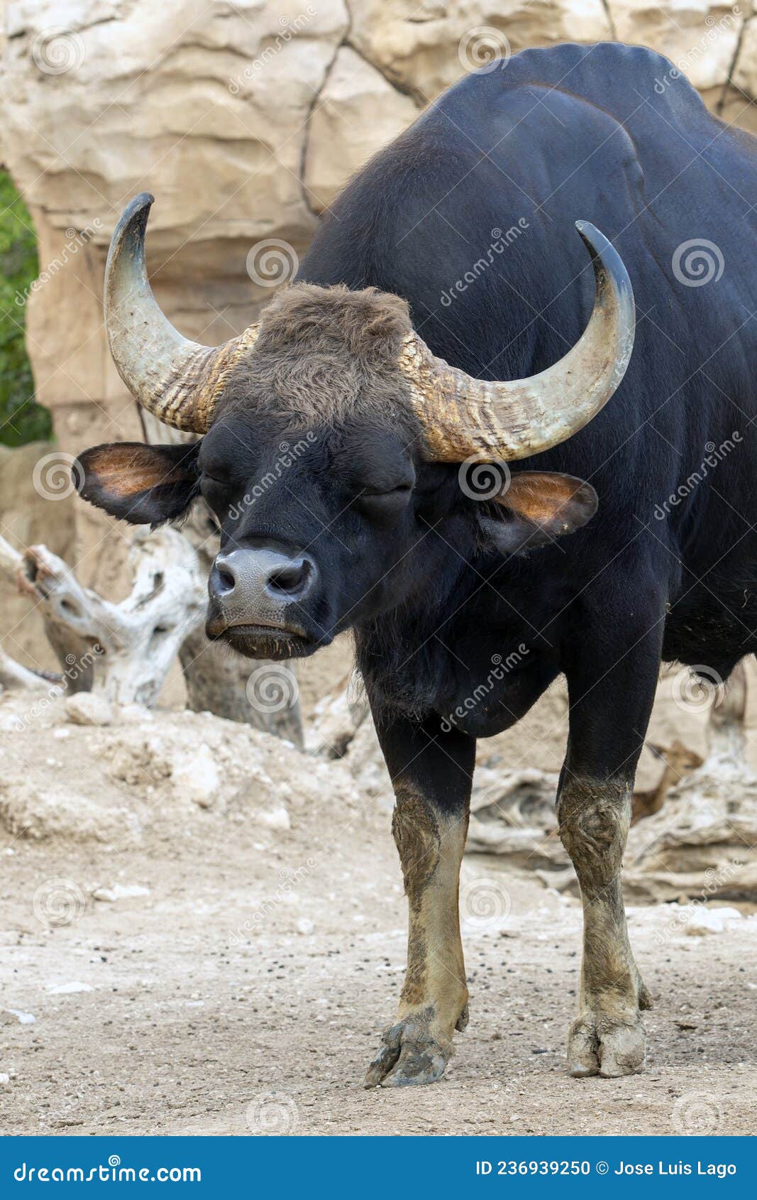 Gaur Bos Gaurus, Also Called Seladang or Indian Bison Stock Photo ...