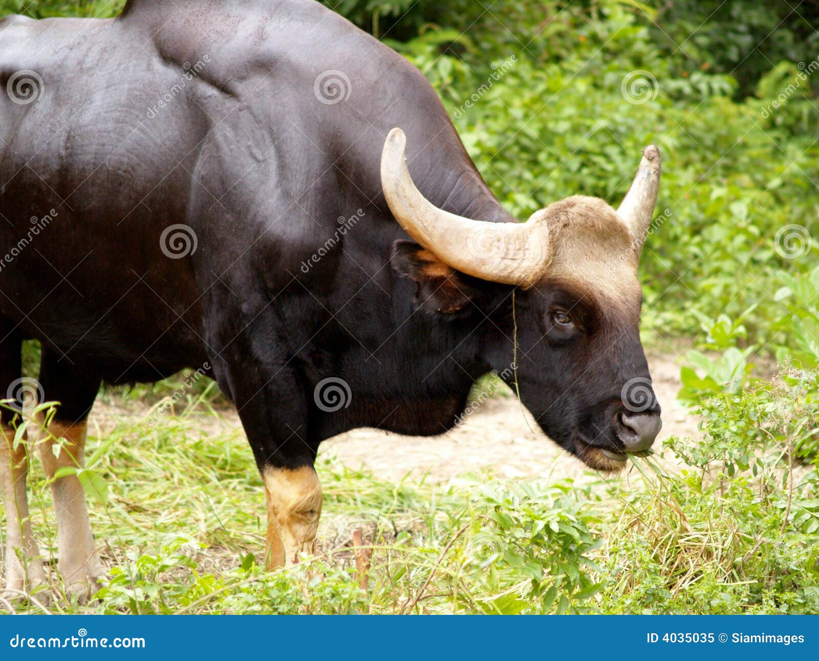 Gaur / bull 04 stock image. Image of powerful, mature - 4035035