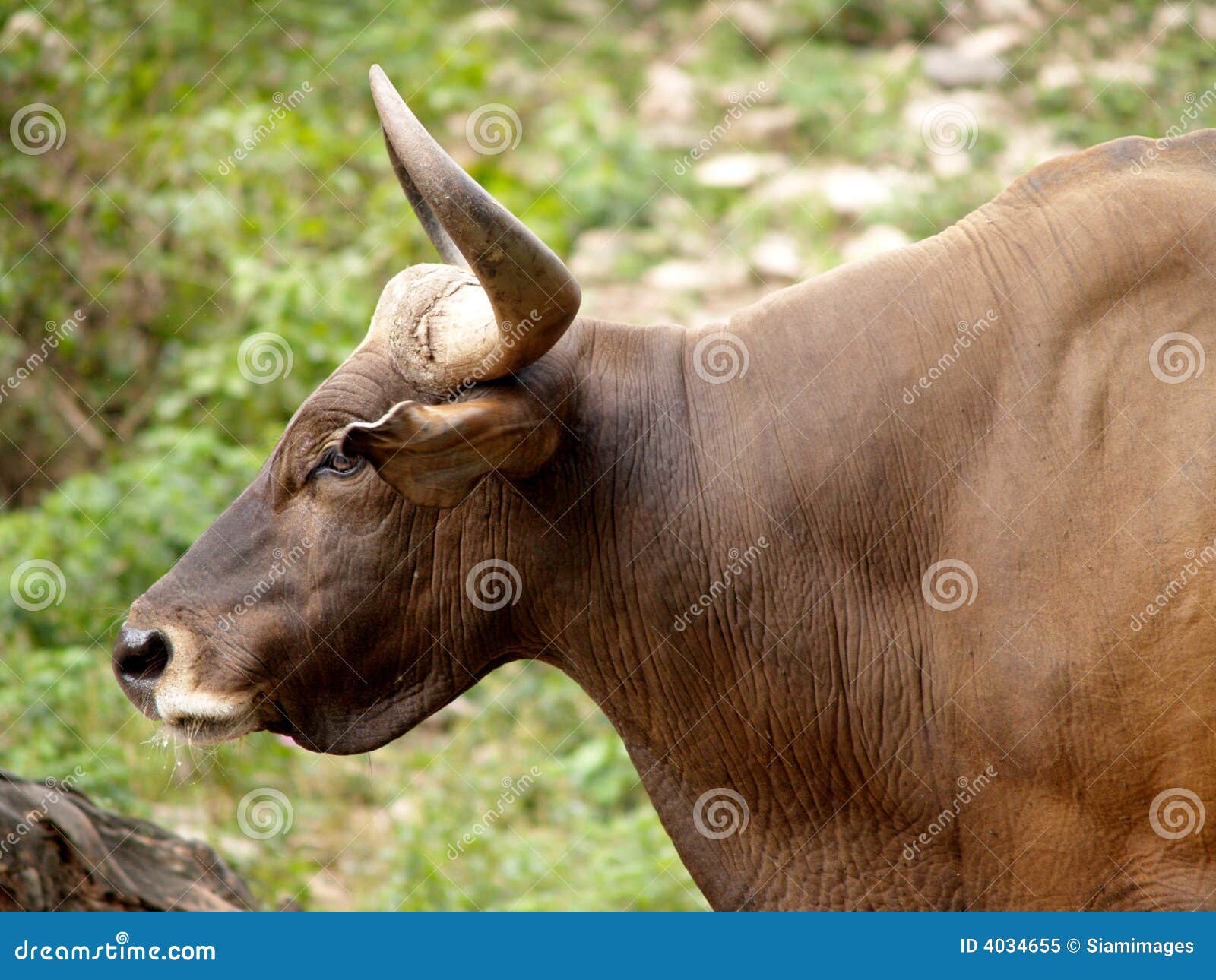 Gaur / bull 05 stock image. Image of penang, robust, munch - 4034655