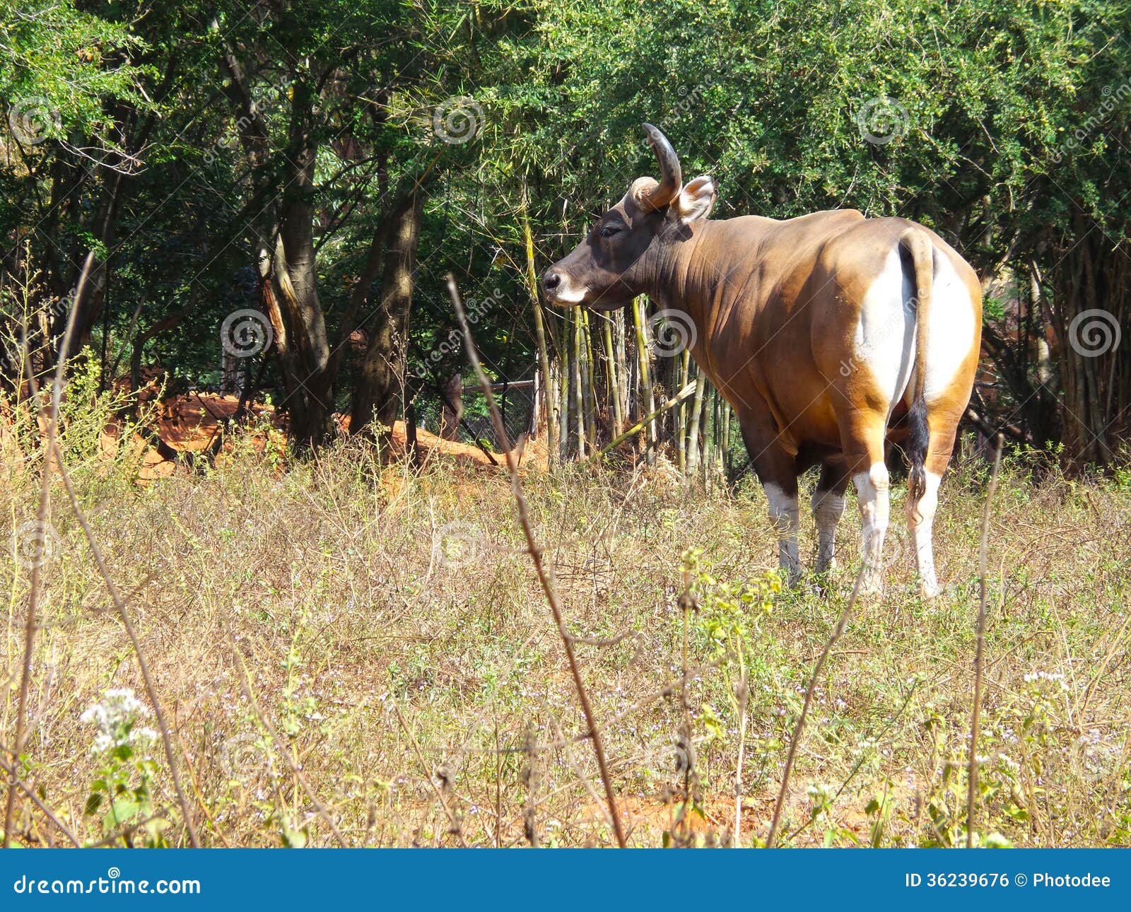 Gaur - bull stock photo. Image of male, enormous, alone - 36239676