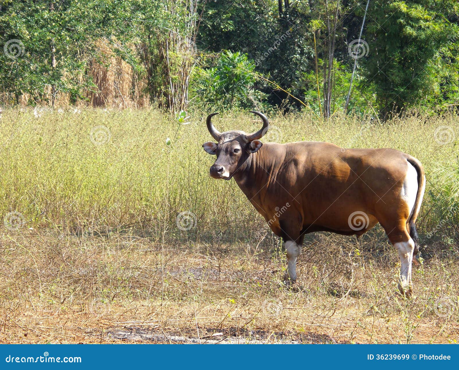 Gaur - bull stock image. Image of feed, buffalo, heavy - 36239699