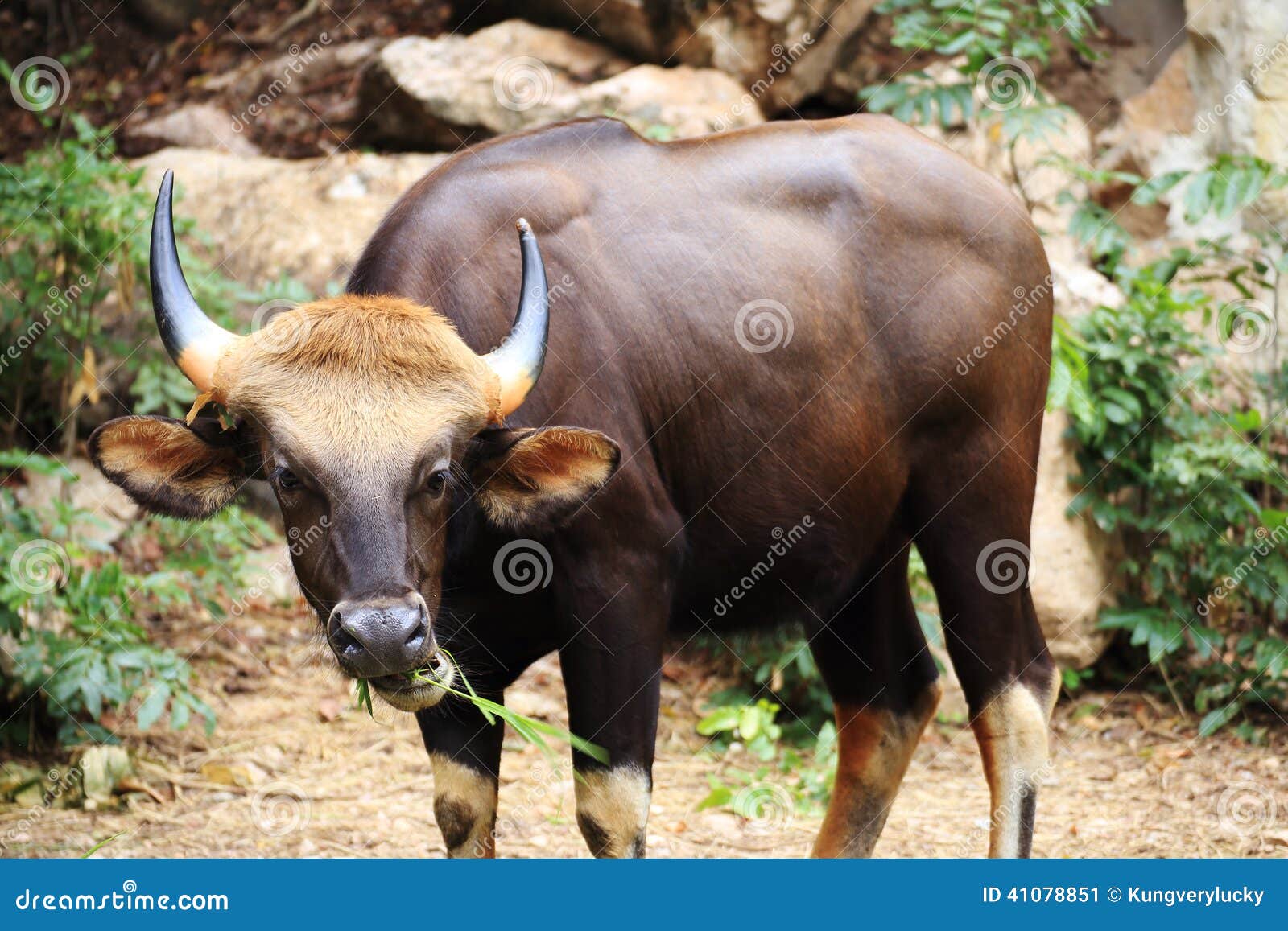 Gaur eating stock image. Image of heavy, thailand, cattle - 41078851