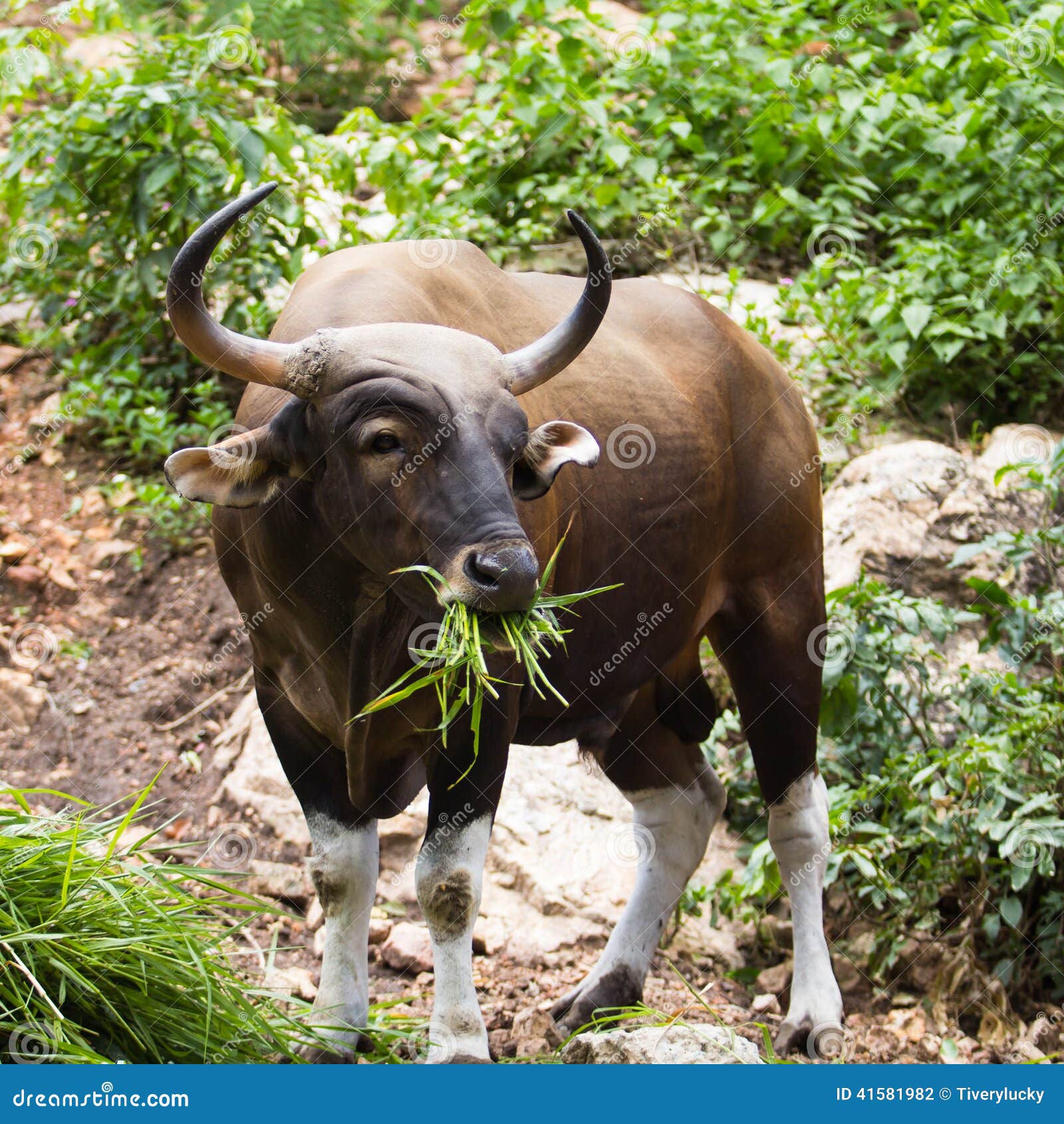 Gaur stock photo. Image of heavy, nature, fauna, alone - 41581982