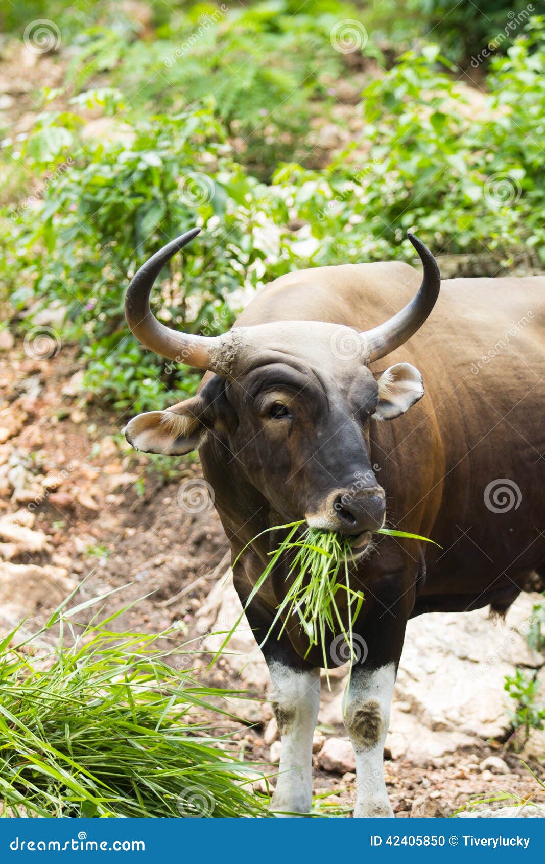 Gaur stock photo. Image of bull, forest, enormous, wildlife - 42405850